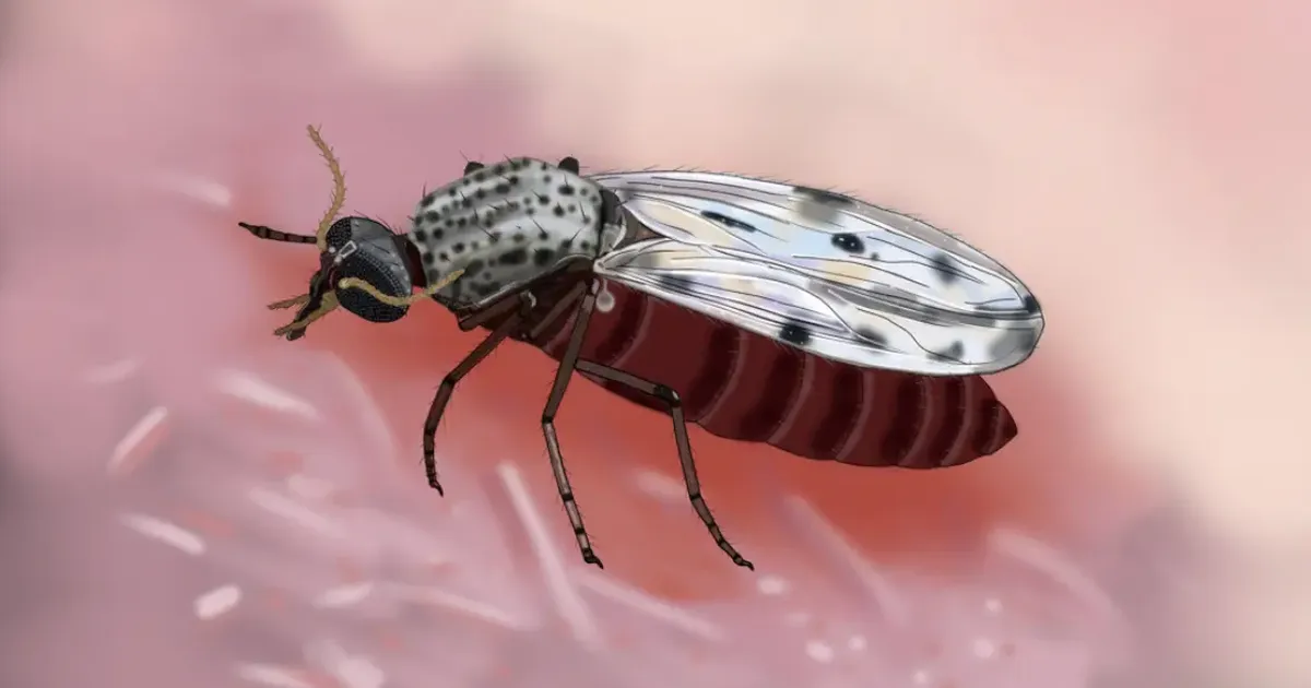 Ministério da Saúde lança primeira ilustração fiel de inseto ...